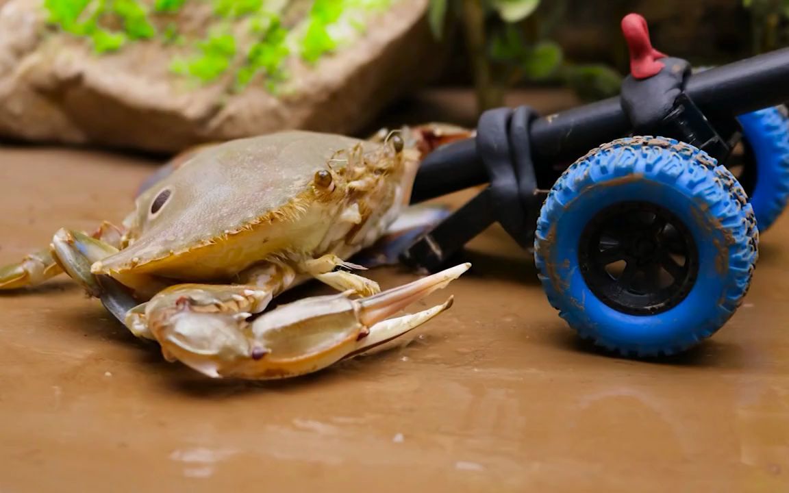 【定格动画】螃蟹设计捕鱼陷阱