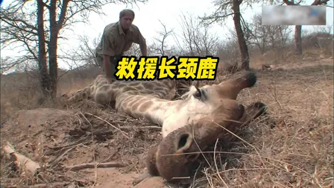 拯救濒死的长颈鹿,偷猎者也被绳之以法#野生动物零距离 #野外生活...