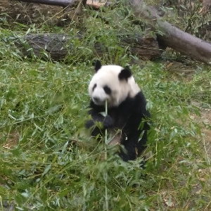 等你的宫商角徵羽 