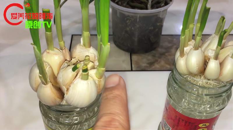 水培大蒜10天,长根不长叶,是我把大蒜头削掉的原因吗?