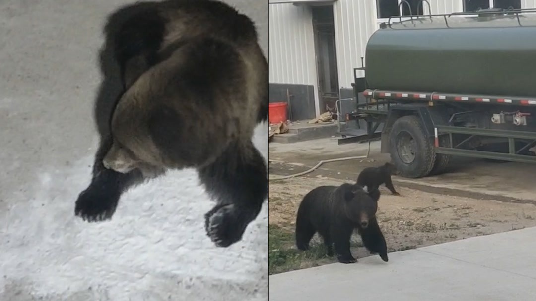 内蒙古一黑熊带两小熊下山觅食 知情者:年年来 拍摄它们是种乐趣