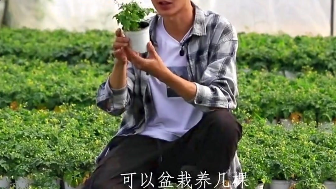 可以盆栽的矮生的小番茄,又甜又高产,阳台也能养