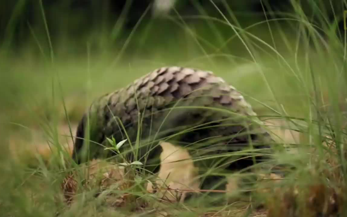 你认为穿山甲真的有药用价值吗?