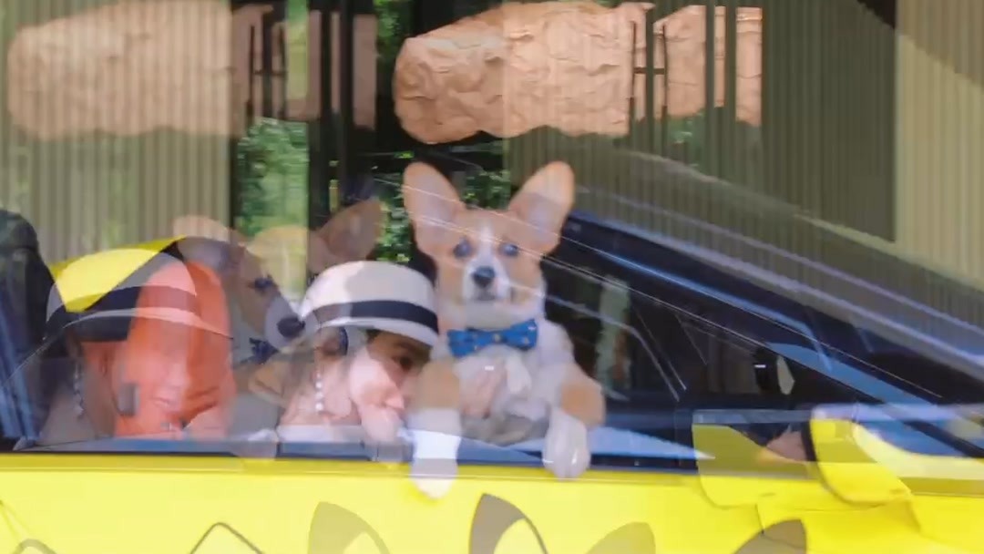 “带它一起旅行吧”!郡安里跻身宠物友好酒店队列