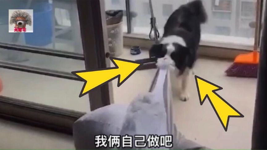 爆笑:狗这样是病、得治,具体怎么治大家说说,评论区等着你