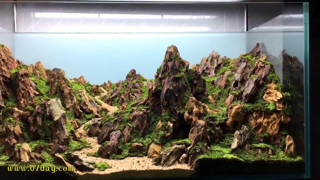 07day造景 水草缸 松皮石成景
