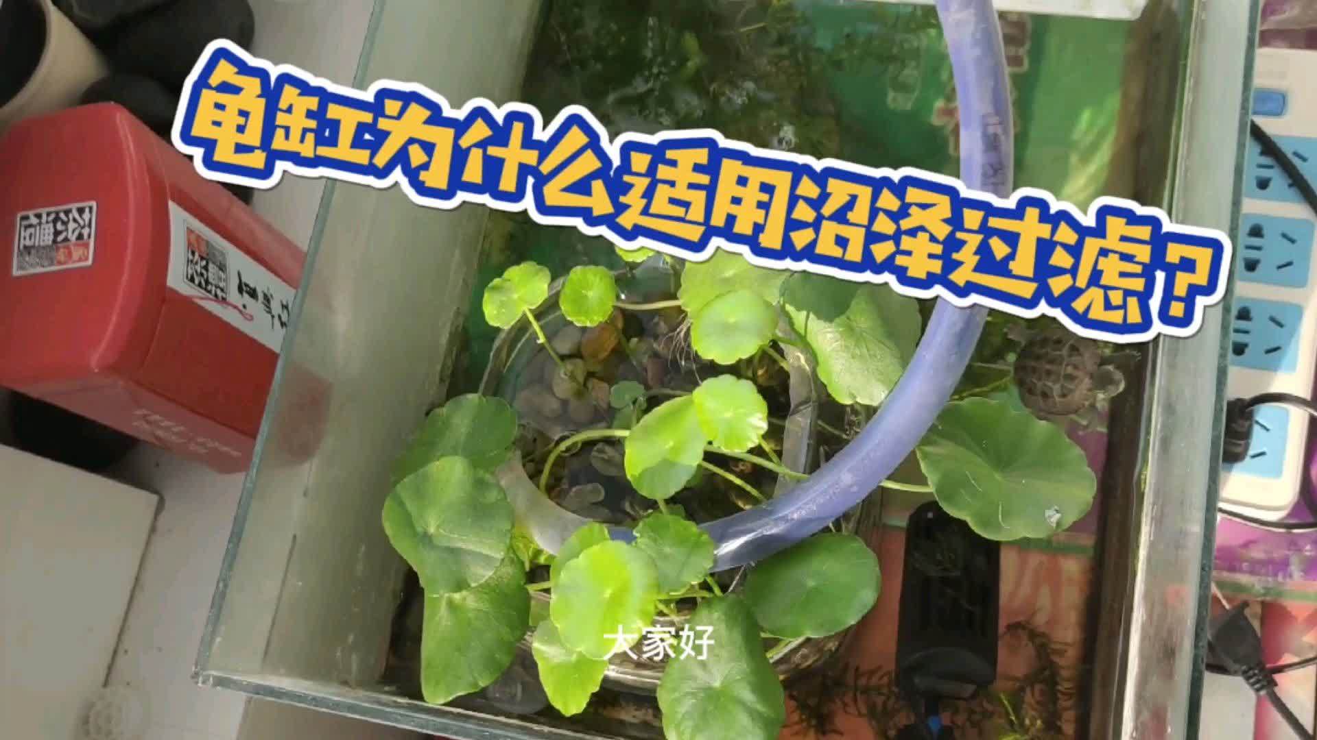 龟缸过滤用什么好?如何让过滤长期稳定运行?沼泽过滤你应该了解