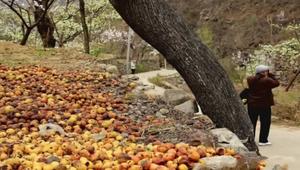 只能当饲料?200年的梨树结果无人要 随意掉落任人采