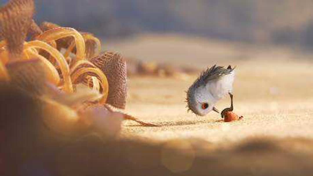 治愈短片《鹬》:超萌鹬宝宝成长记,一部寓意深刻的动画短片