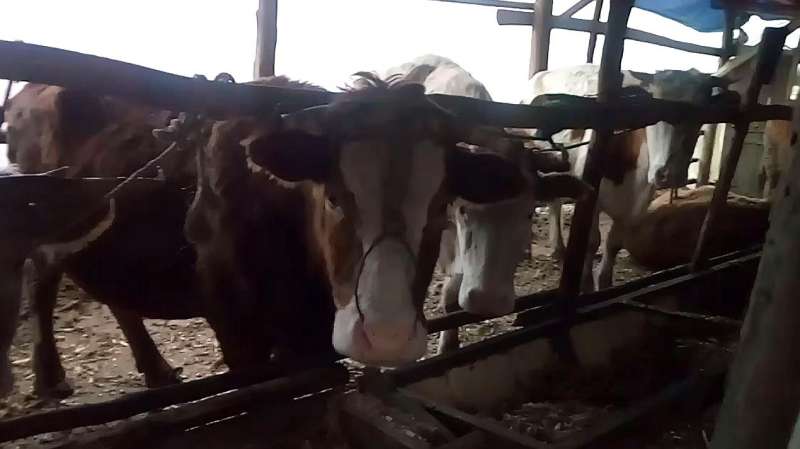 东北农村畜牧业,专业的养殖场,供应人们的需求