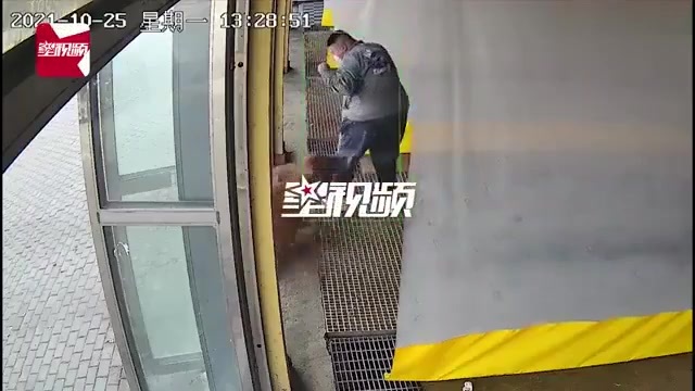 藏獒意外逃离犬笼伤人,男子大腿惨被撕咬,大喊“别咬我”才松口