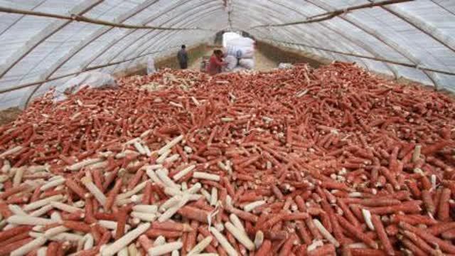 为什么很多外企到农村收玉米芯,用来干嘛?说出来你都不敢相信