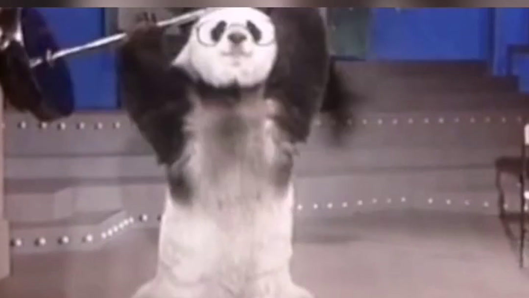 早期大熊猫上春晚表演