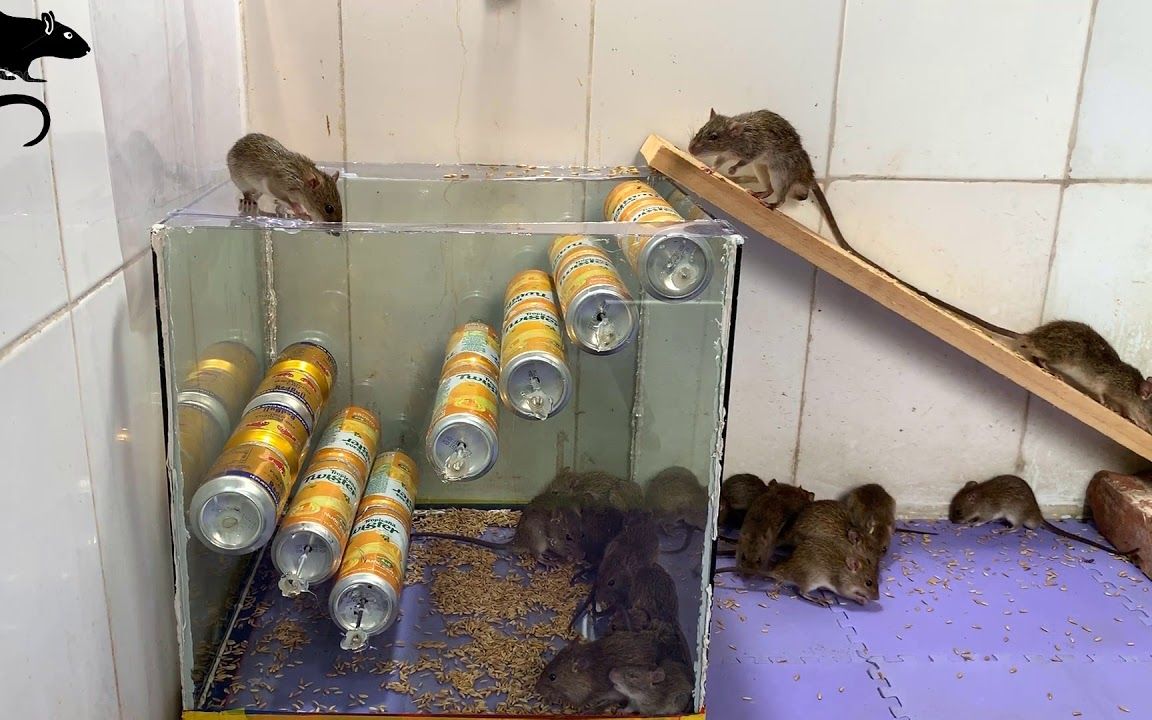 鼠患严重,自制新型鼠标陷阱_如何使用废料制作捕鼠器_捕鼠器(youtube...