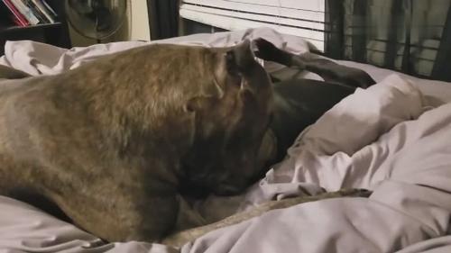 两只卡斯罗犬打闹,确实太漂亮了