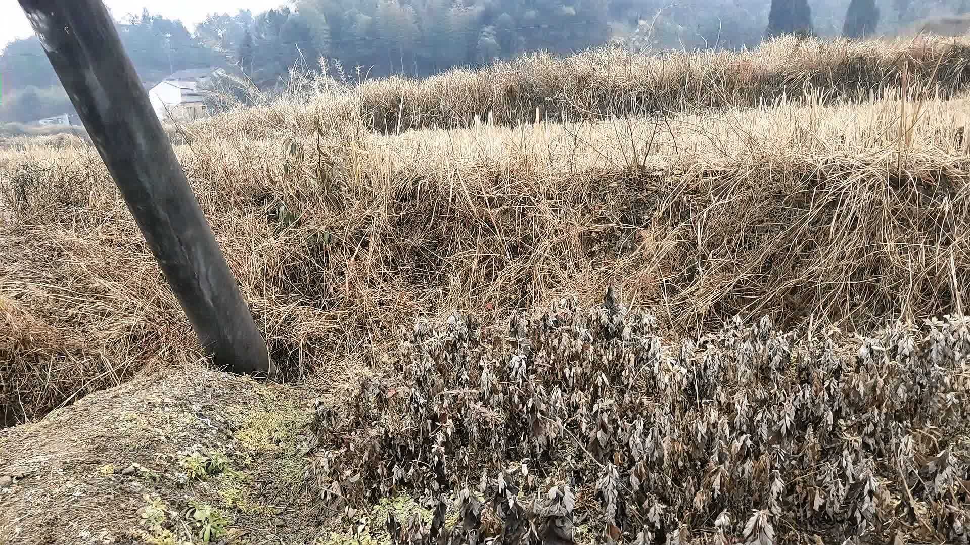 秋艾不能做艾条,只能当作肥料使用