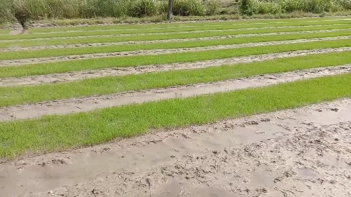 农村的几种水稻插秧方法,你见过几种