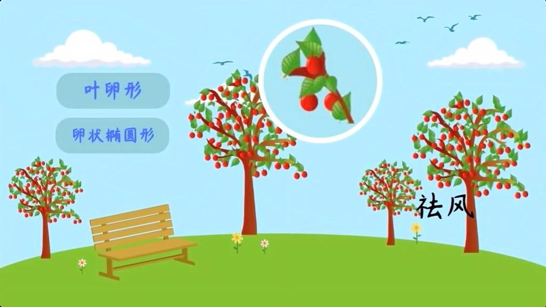 动画秒懂百科,一分钟带你快速了解樱桃的营养价值与功效作用