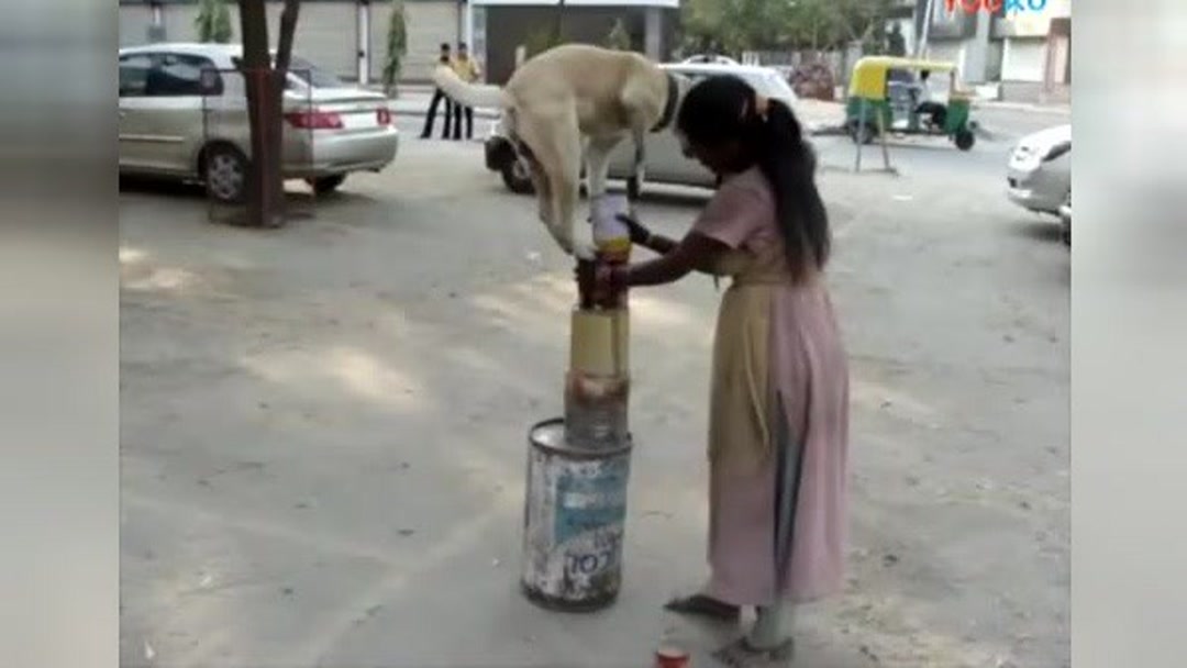 街头狗狗杂技表演: 连狗子都这么卖力的生存