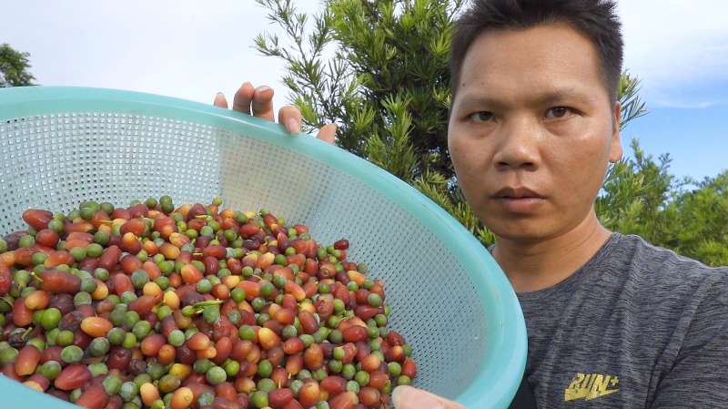 罗汉松的果熟了,去乡下摘果,果子好甜!vlog