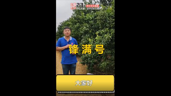柑橘届“一哥”红蜘蛛猖獗?且看“锋满号”如何高效杀螨