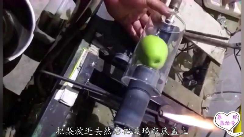 原来梨子酒的梨是长大后放进去的 看完长见识了