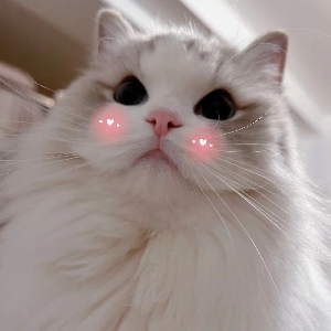 有猫咪的审计旺 