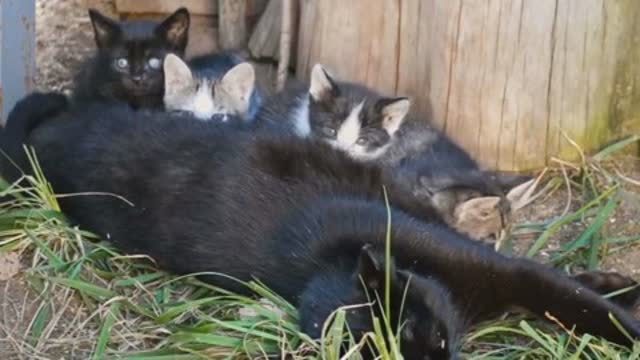 奇闻趣事,为什么猫会在看到你的时候把肚皮翻过来