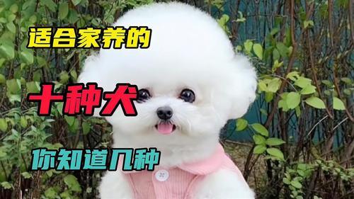 适合家养的十种犬,你知道几种?