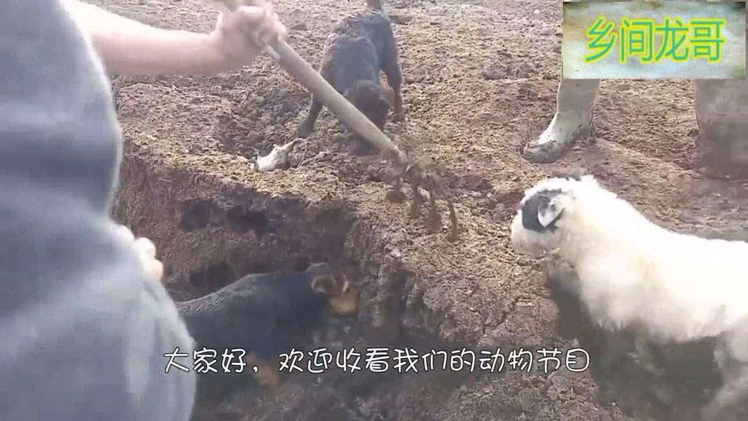 狗狗盯着开关看了10多分钟,等到老鼠露出头后,一口咬住!