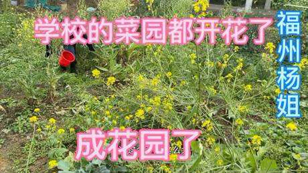 午休去学校的菜园摘豆子,成了花的海洋,植物都会开花结果!
