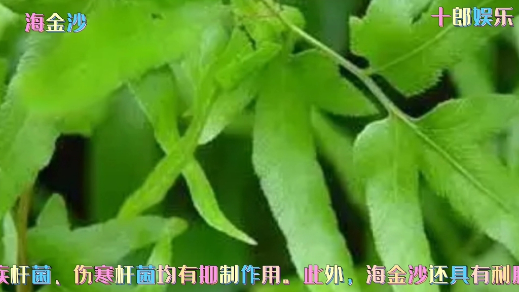 盘点中药材的功效(五十三)