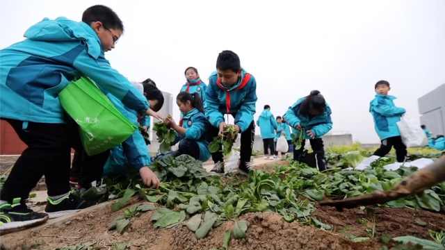 小学在教学楼顶开菜园让学生种菜,收获季可采摘带回家