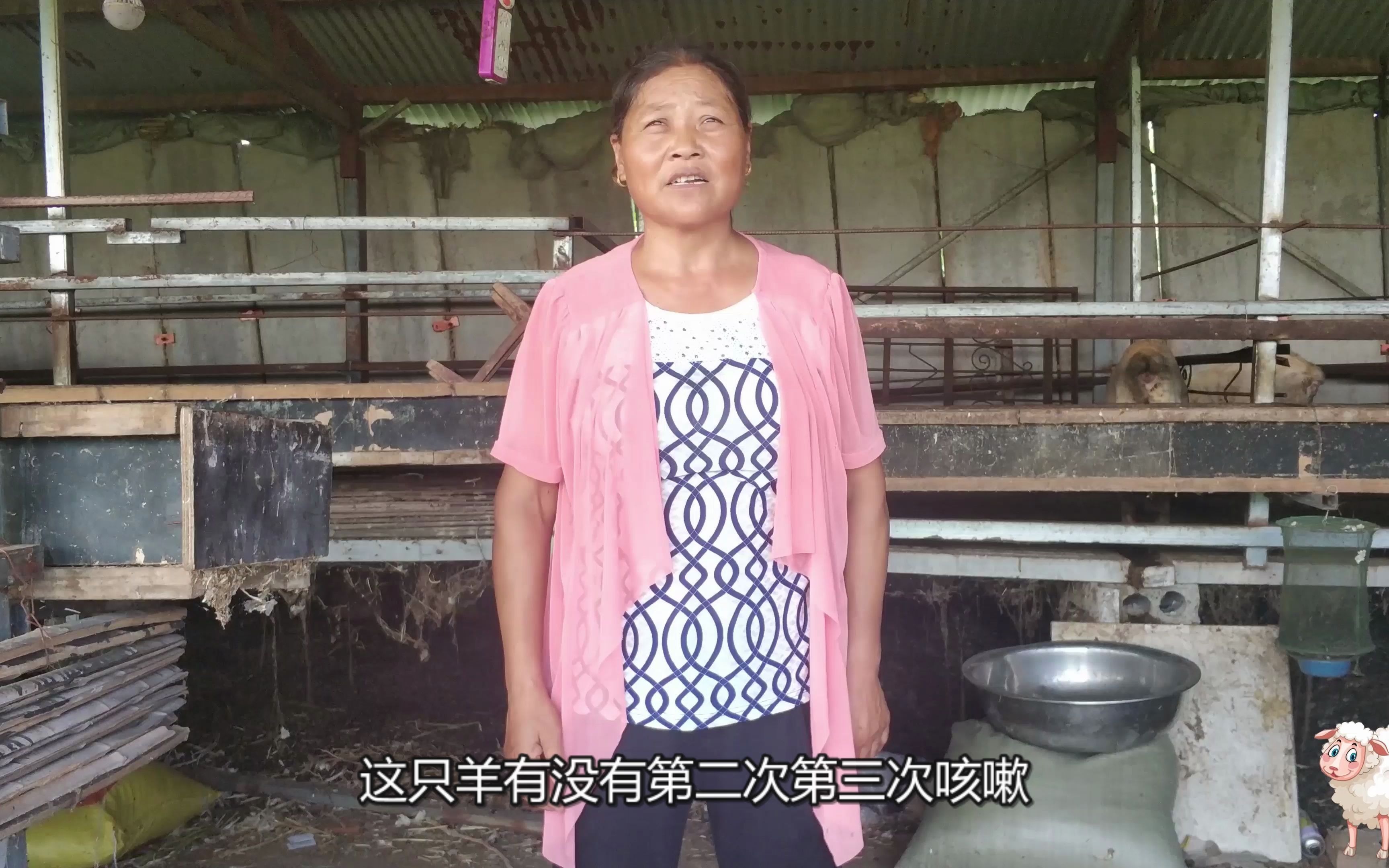 养羊老张分享:羊不停咳嗽是怎么回事?