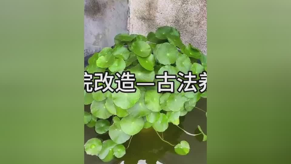 ...绿水养鱼果然名不虚传#我的多肉花园 #我的花园 #肉肉的世界 #小院...