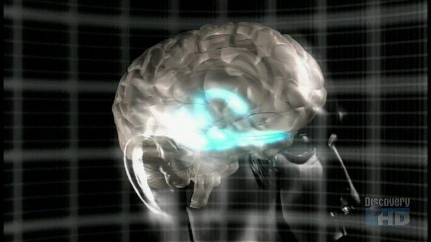 神经元间的联系是由被称为神经递质的化学物质所介导的神经传递素