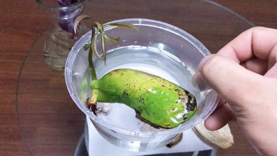 芒果吃完后核不要扔,三分钟教你种出一棵芒果树