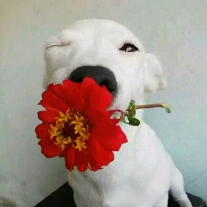 苞米地丶蒙面侠 