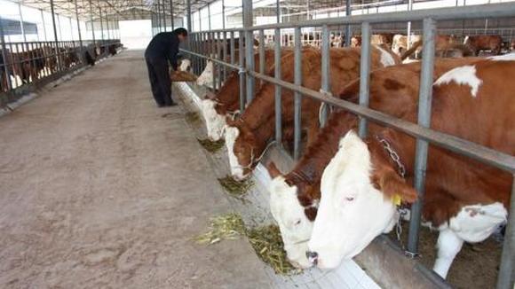 养育肥牛有多少种育肥方法你知道吗?种植养殖大户宝哥告诉你