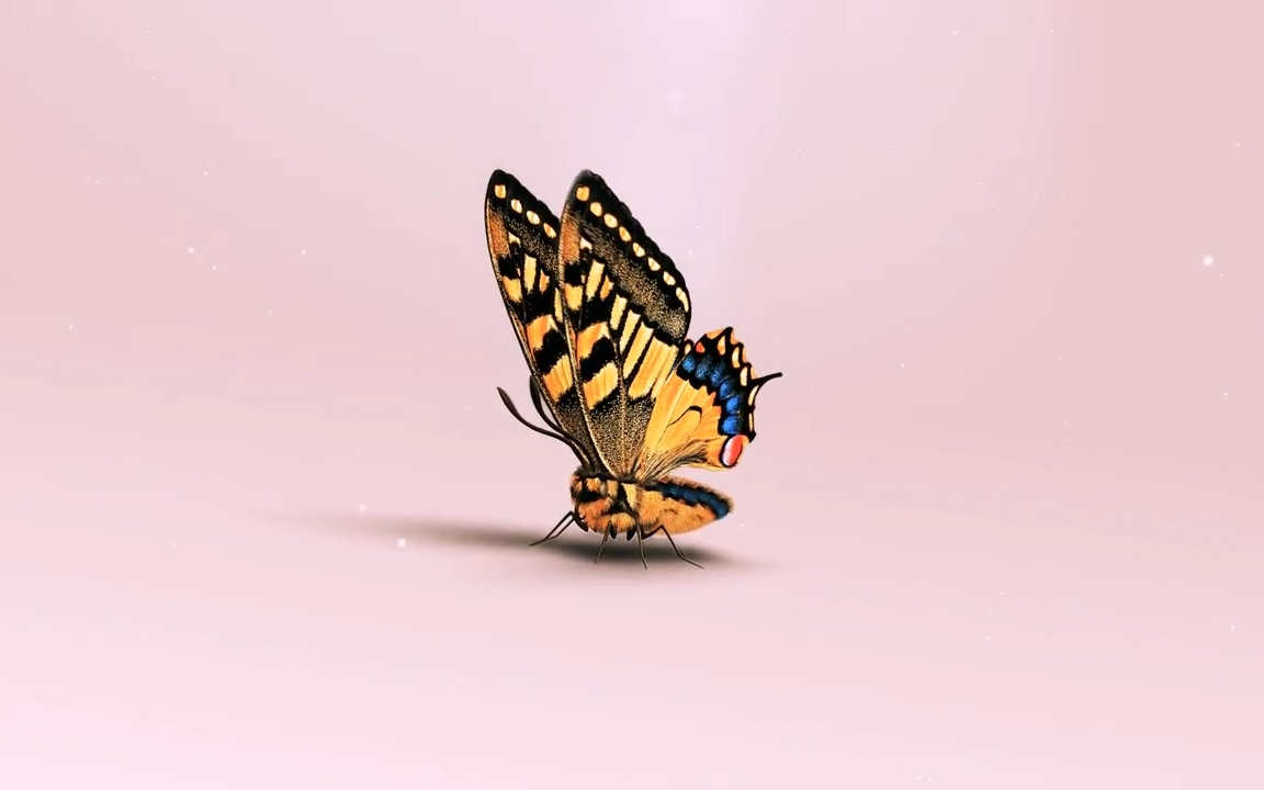 AE模板-蝴蝶扇动翅膀飞舞特效的动态LOGO片头 需要插件Trapcode ...