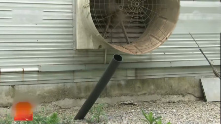 猪棚里的小管子有大作用