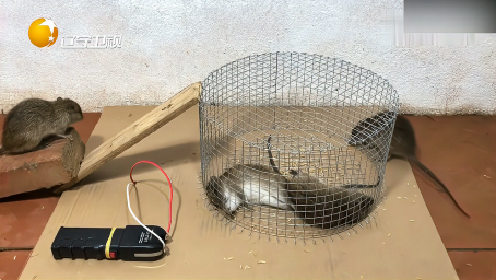 小伙自制捕鼠神器,老鼠掉进去,立马被电晕