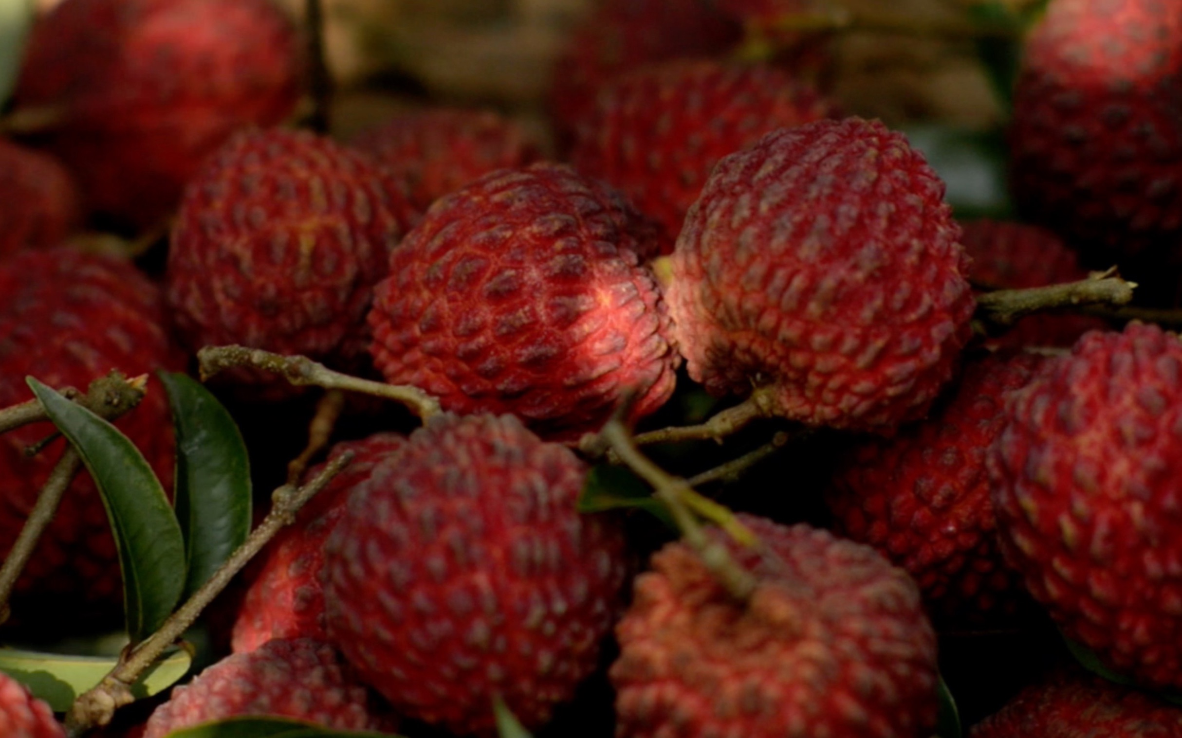 因在火山上种荔枝,他被哈佛邀请去演讲,上天天向上