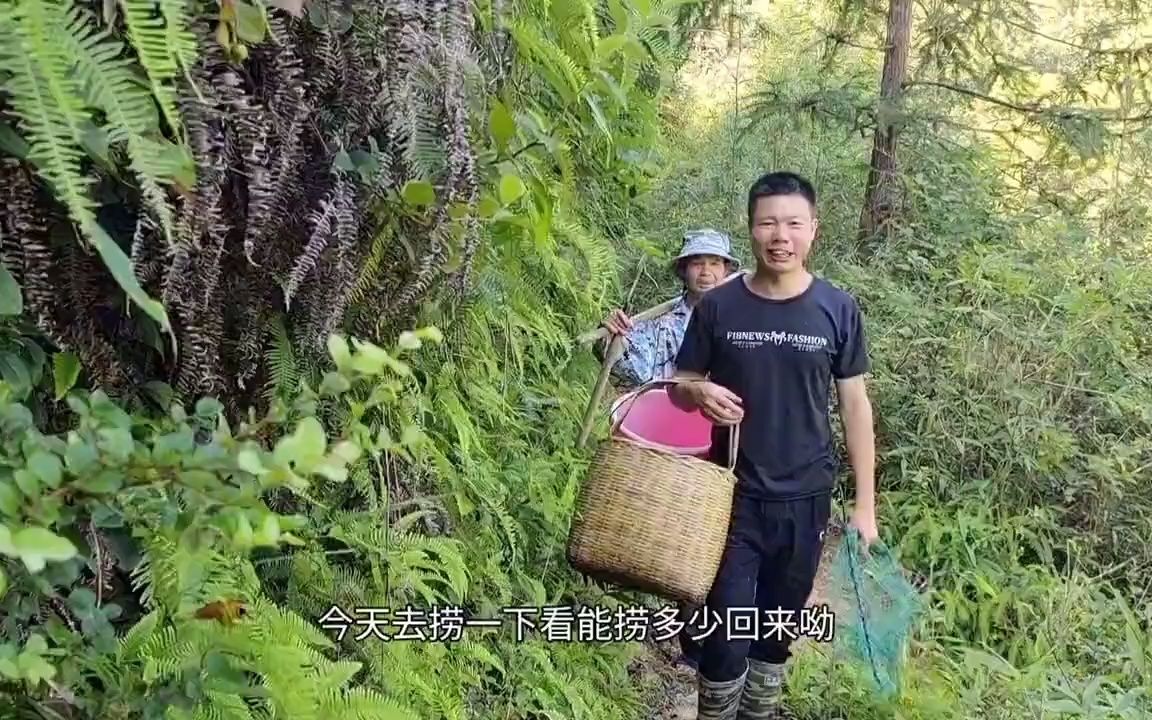 3亩稻田放养了100多条稻花鱼,半年自然生长后,看看还能剩多少