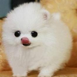 美食界头号萌妹子 