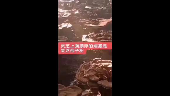 灵芝孢子粉口感细腻柔和,尽享丝滑