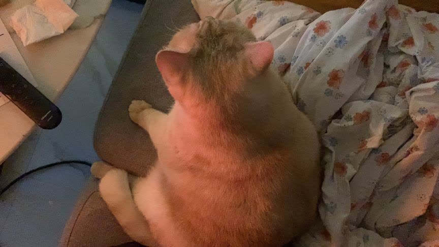 谁能拒绝一只毛茸茸暖乎乎的猫公仔?