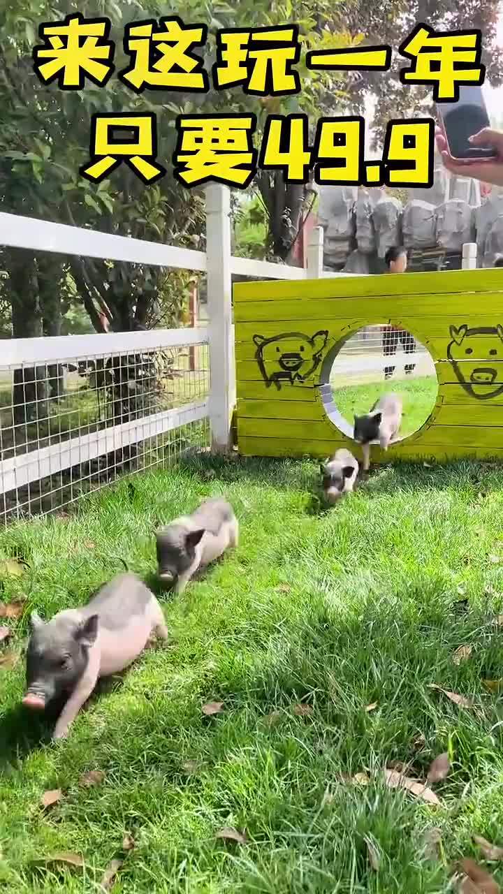 潘多拉森林动物王国,各种动物运动会,带孩子玩一年只要49.9#在河南的...