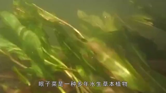 水稻田里一种似竹叶的野草,农民痛恨不已,却是一种稀罕野菜