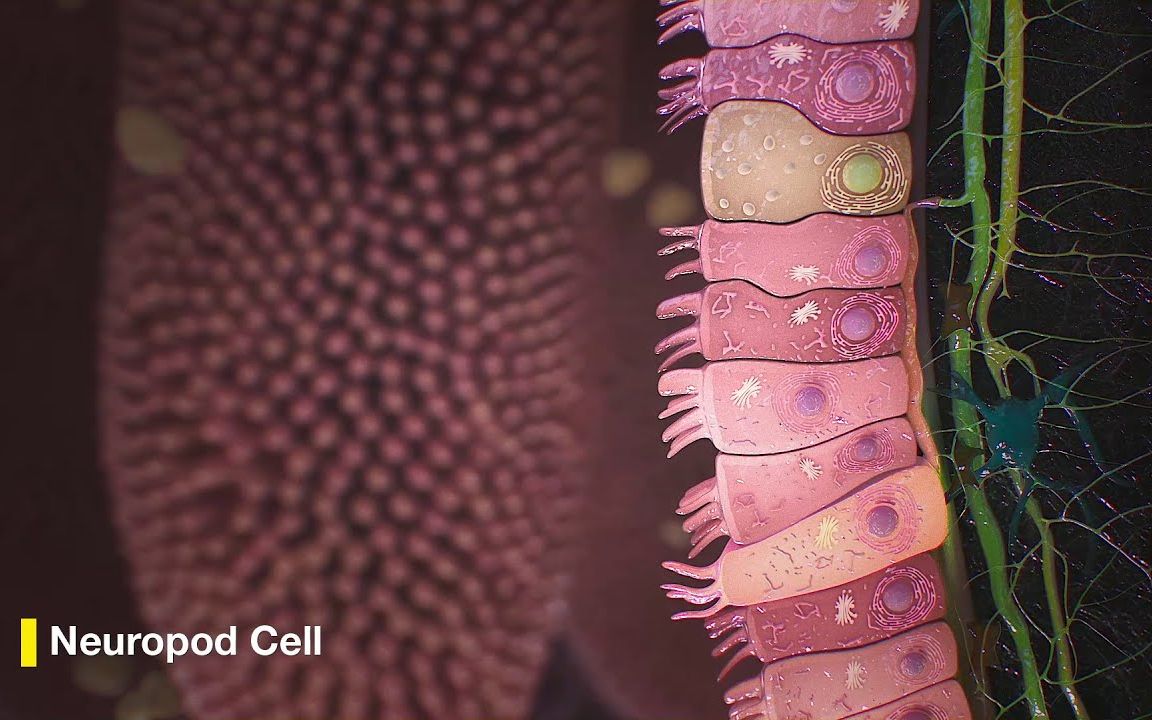 我们如何从甜食中获得快感 | 双语字幕 | 医学动画 | 医学英语